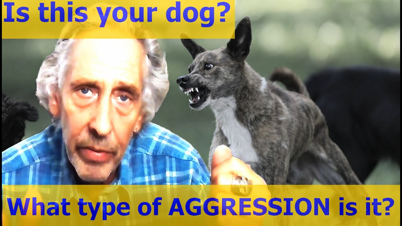 The Different Types of Dog Aggression - YouTube