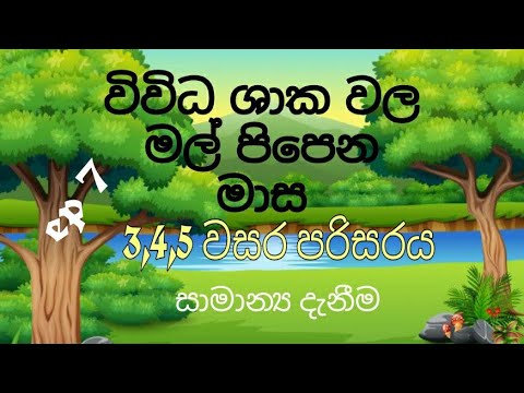 විවිධ ශාක වල මල් පිපෙන මාස/සාමාන්‍ය දැනීම /wivida shaka wala mal pipena ...