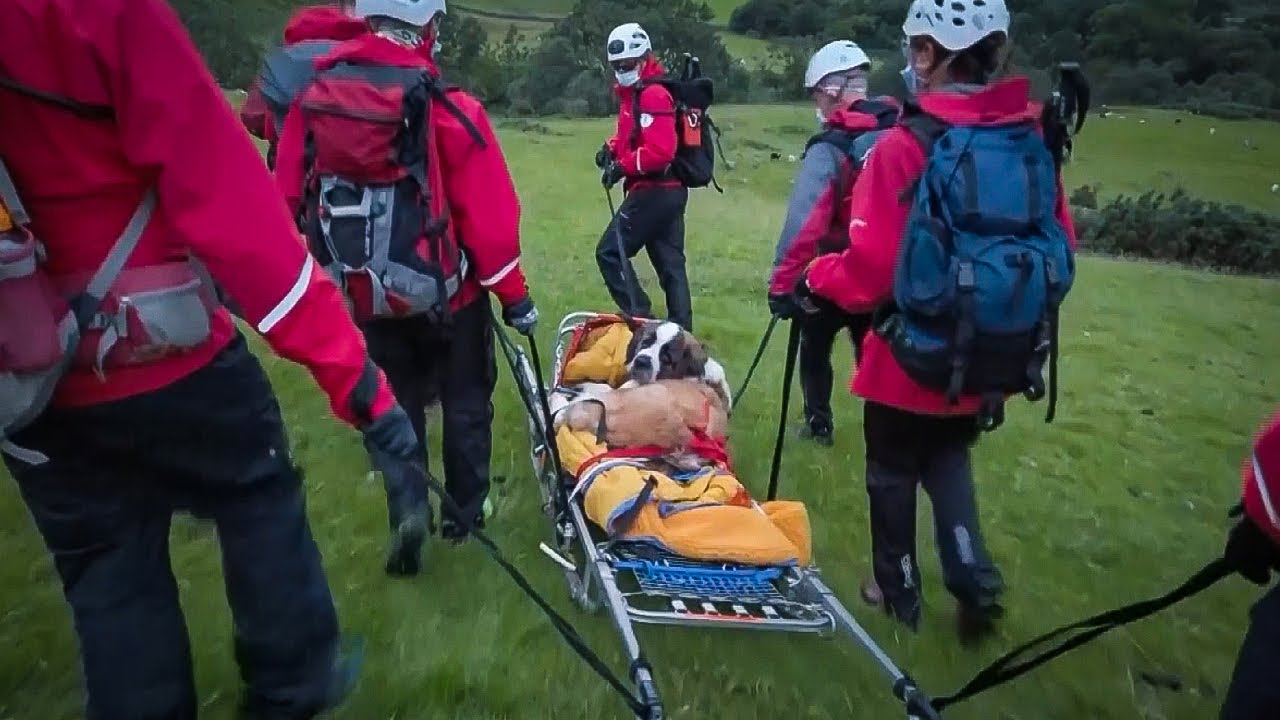 St. Bernard Dog Rescued From Mountain Top - YouTube