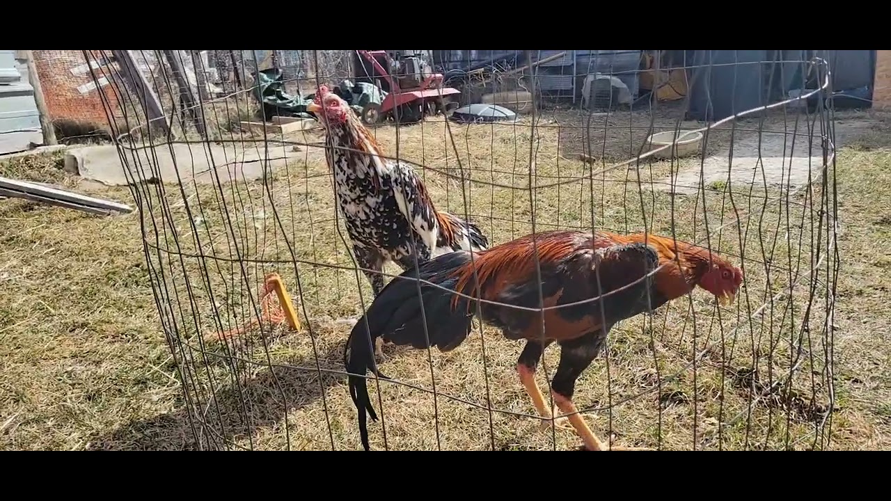 Qaib Thaib Black Cobra. Thai Black Cobra Roosters. - YouTube