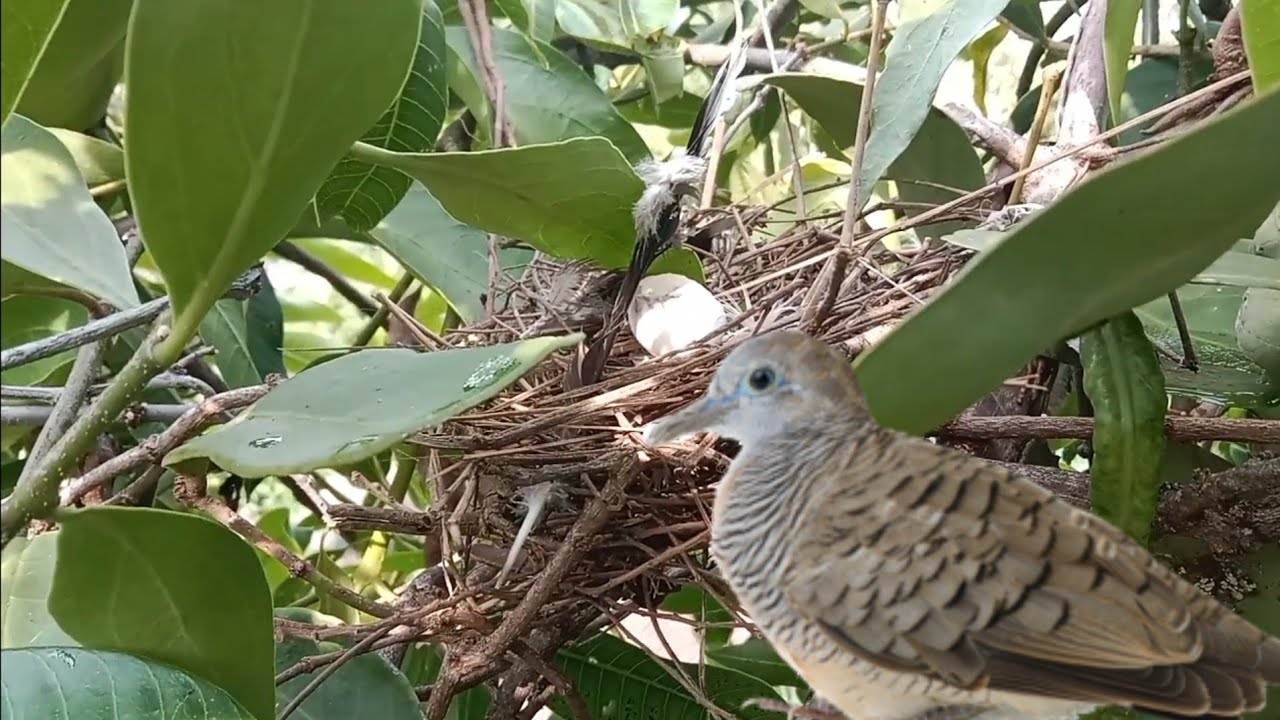 SHOT SARANG BURUNG PERKUTUT 2024 #sarangperkutut #burungpekutut - YouTube