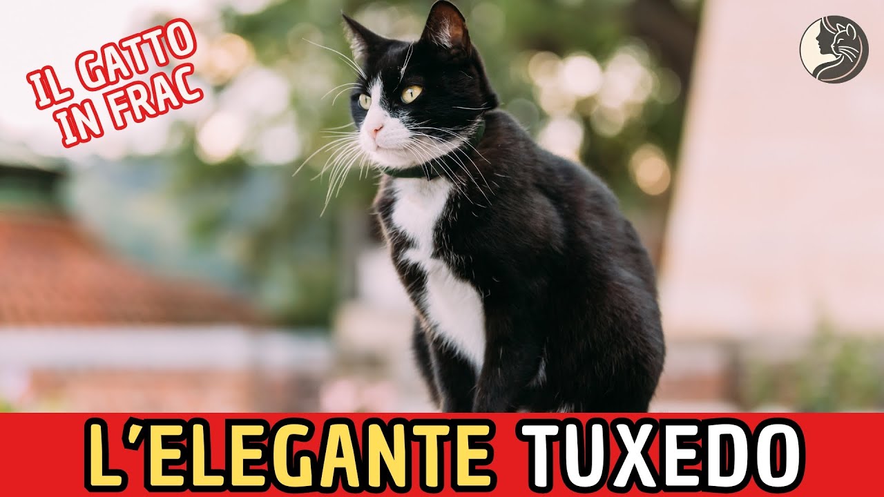 Il Gatto con lo Smoking: La Vera Storia del Gatto Tuxedo! - YouTube