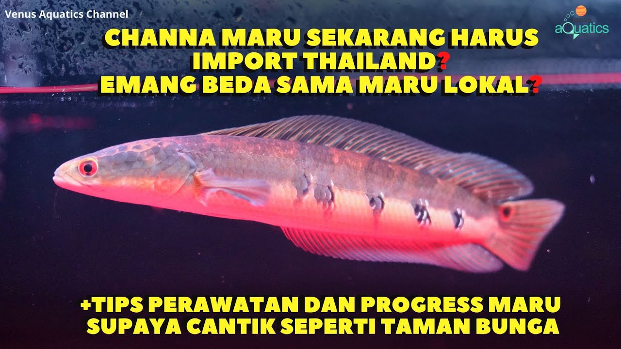 BANYAK YANG TERTIPU ! INI CARA MEMBEDAKAN CHANNA MARU SURATTHANI ...