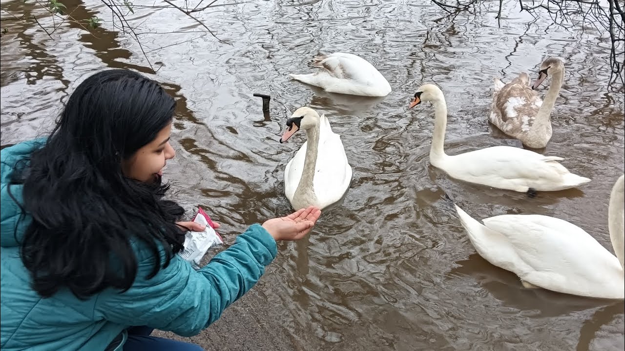 A walkthrough Fendrod lake.Swans of Swansea 🦢🦢🦢Wales#Uk#Travel Vlog ...