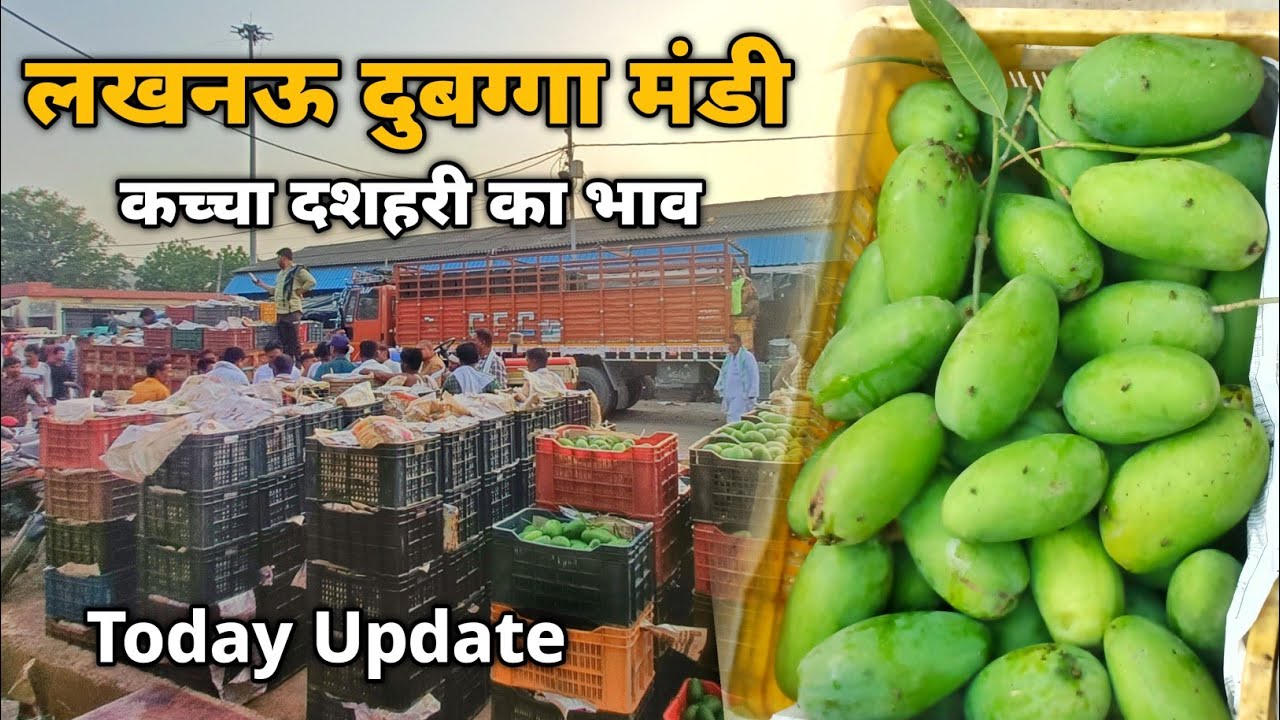 Lucknow Dubagga Mandi || Mango Today Update 2023 || My Smart Vlogger ...