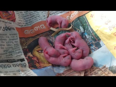 ଆମ ଛଣବଦାଡି ମୂଷାଛୁଆ //LITTLE MOUSE VIDEO /MINI MOUSE VIDEO - YouTube