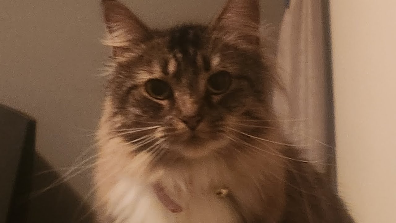 amazing crime strange stickman #amazingcrimestrangestickman - YouTube