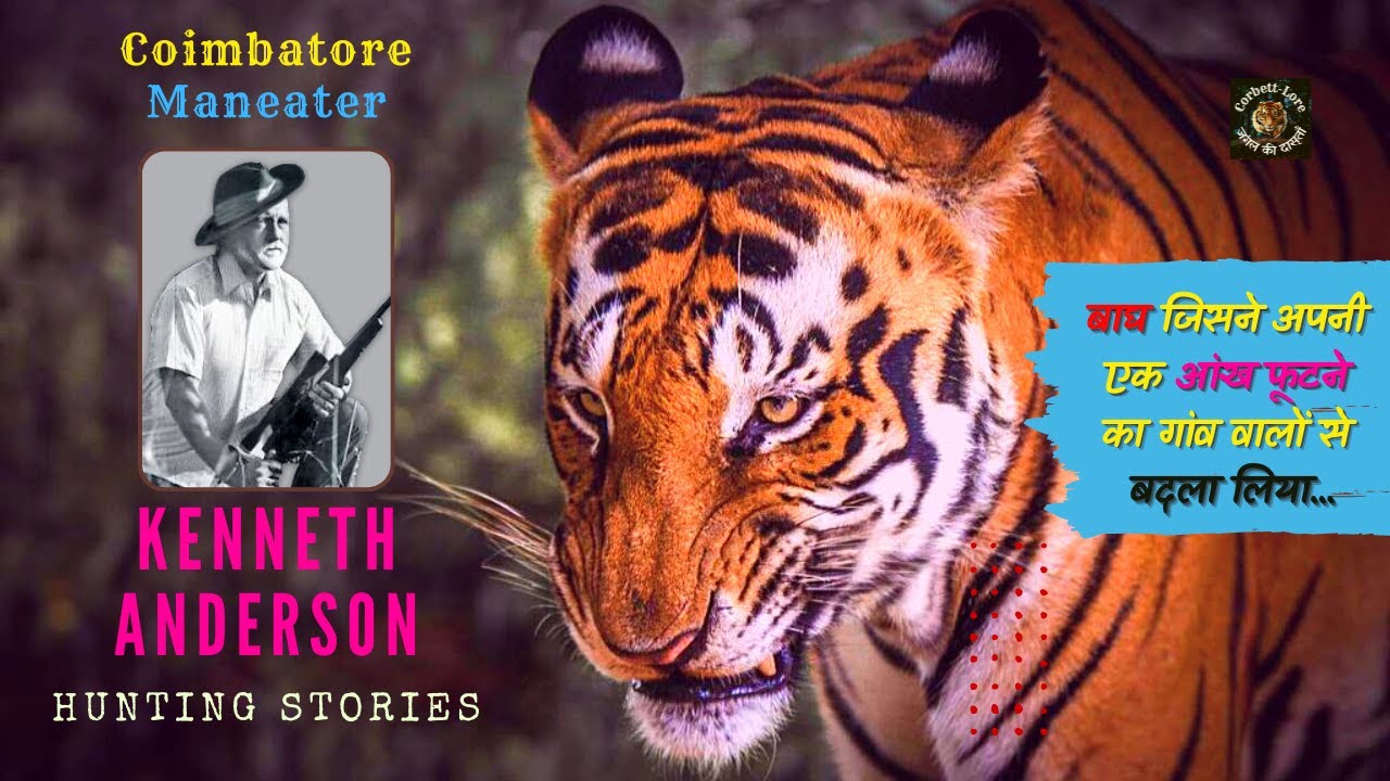 जब बाघ ने भैंस के पीछे छिपकर एंडरसन पर हमला कर दिया #Kenneth #Anderson ...