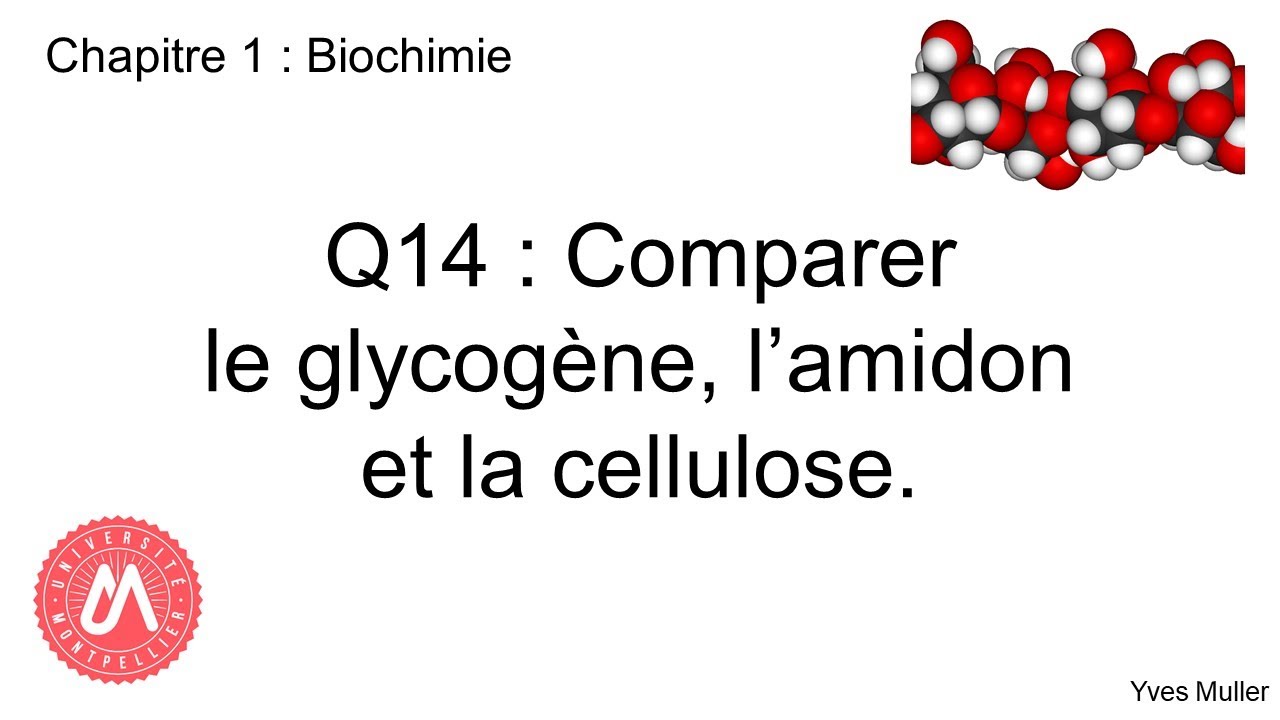 Chapitre 1 : Biochimie - Q14 : Comparer le glycogène, l'amidon et la ...