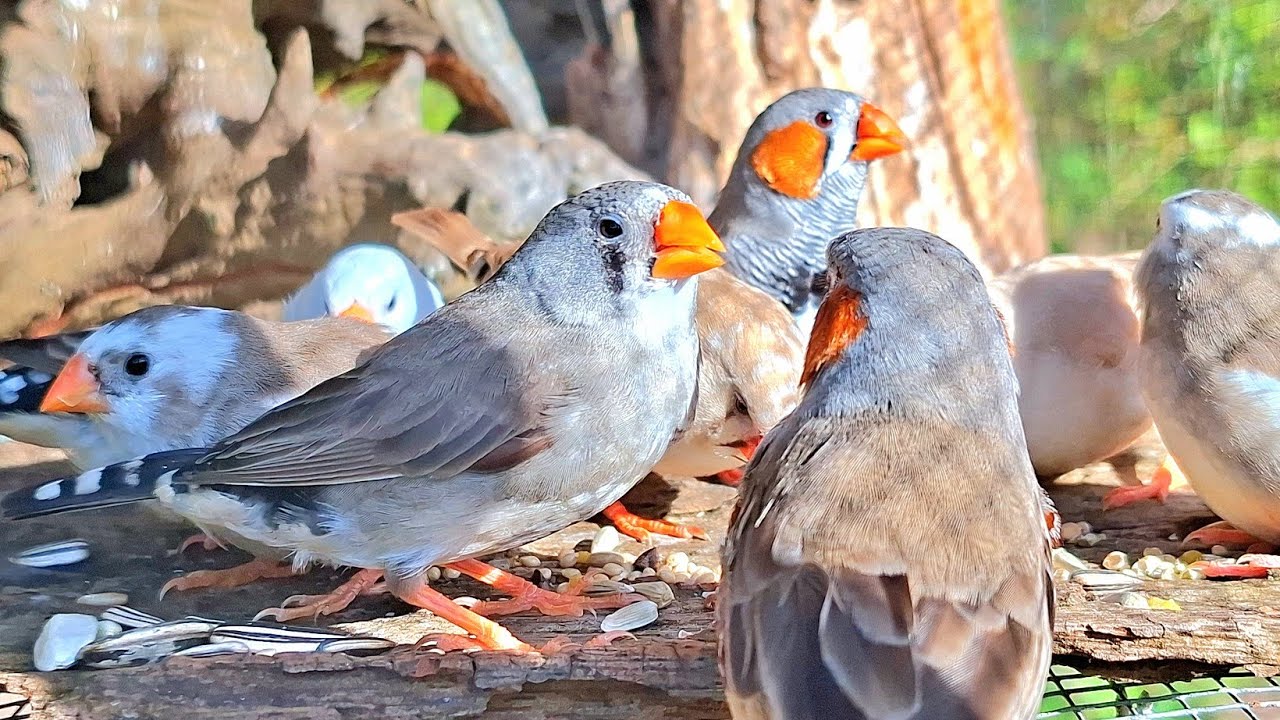 Zebra finch sing a song so good and smart. So this suitable to training ...