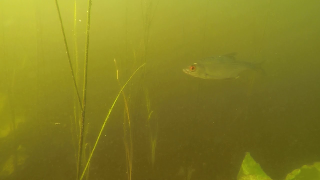 Roach Underwater Footage - YouTube