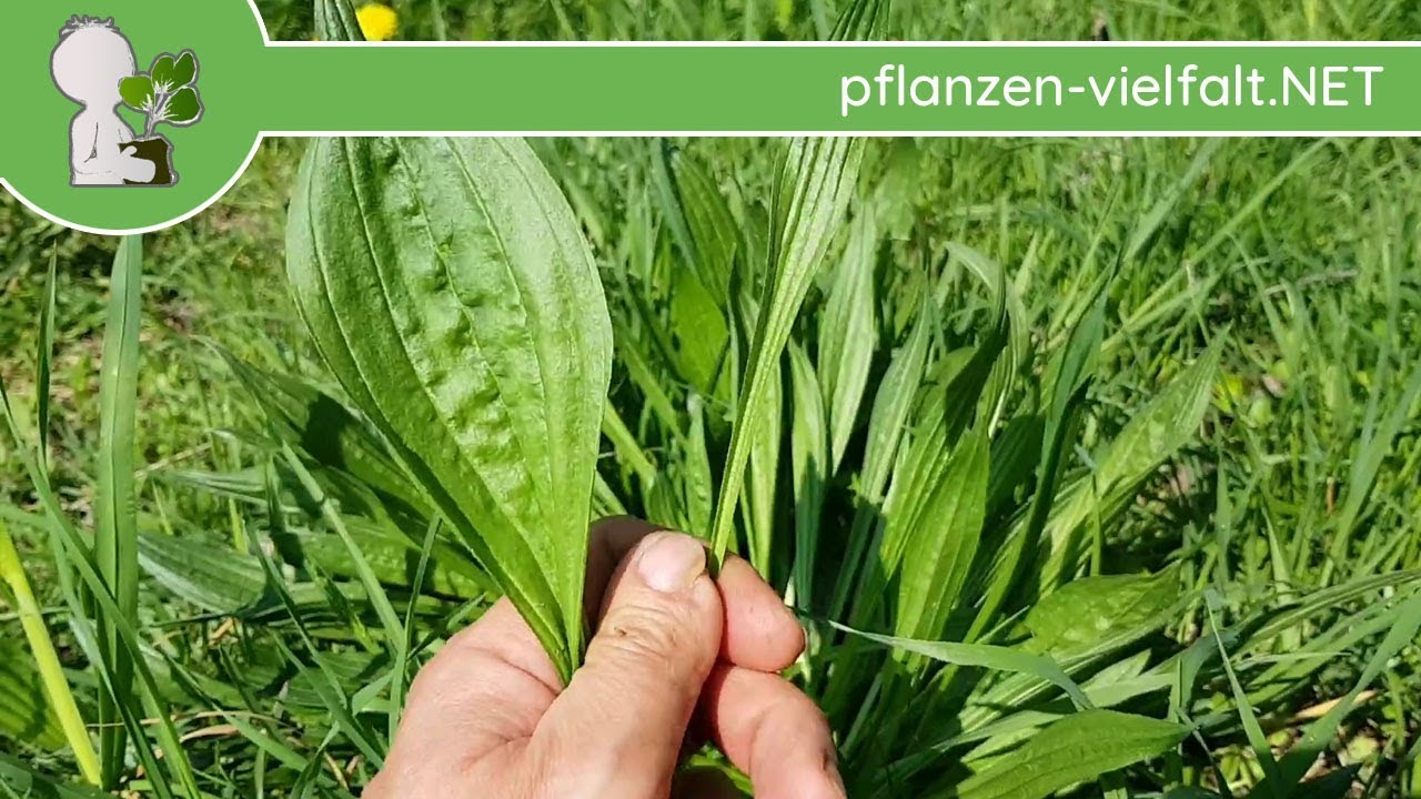 Spitzwegerich - Blätter - 18.04.18 (Plantago lanceolata) - Essbare ...