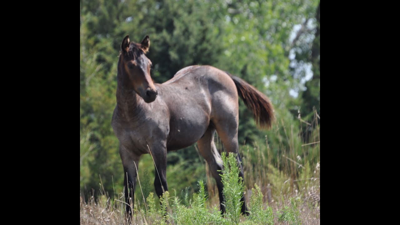 VS Code Red 2024 Bay Roan Colt - YouTube