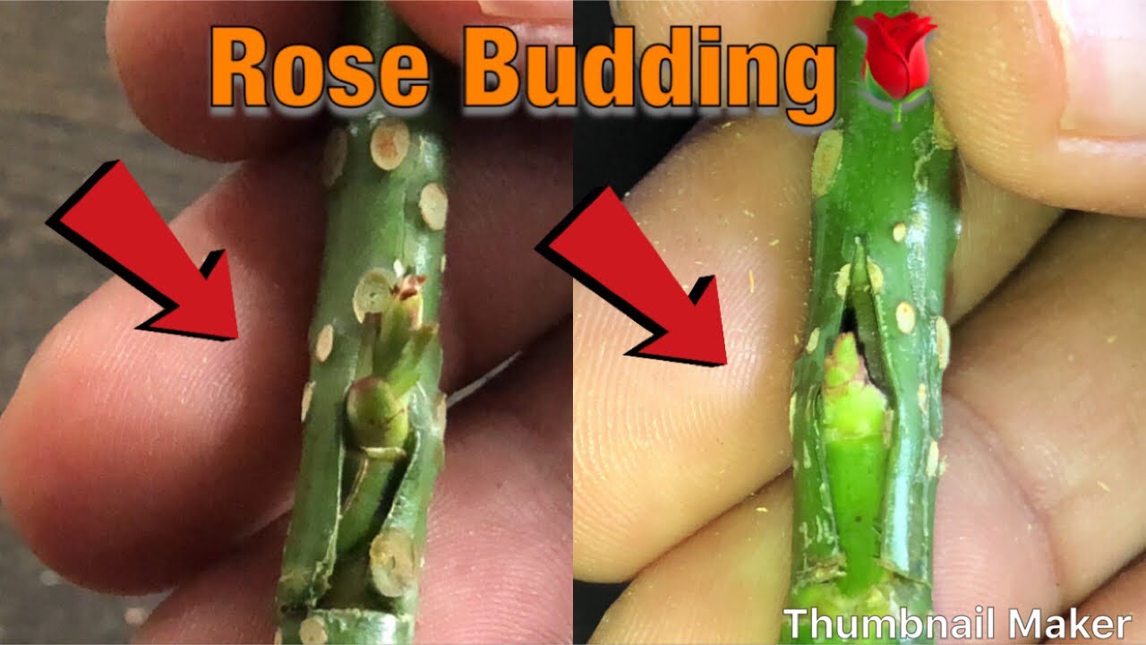 Rose Grafting | Rose Bud Grafting | How to Graft Rose Plant - YouTube