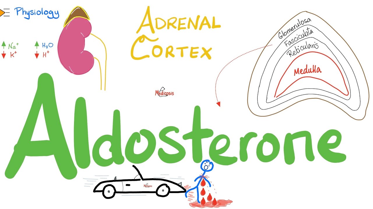 Mineralocorticoids (Aldosterone) - Zona Glomerulosa - Adrenal Cortex ...