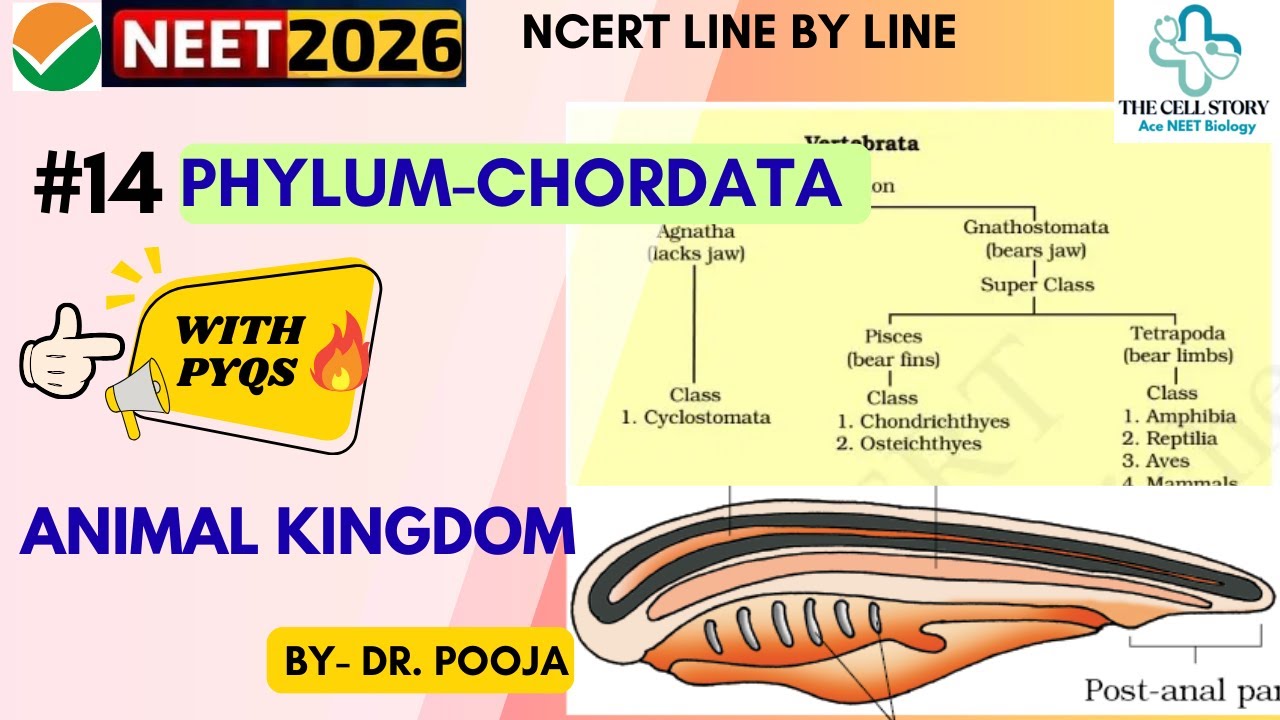 Phylum Chordata Diagram Ncert