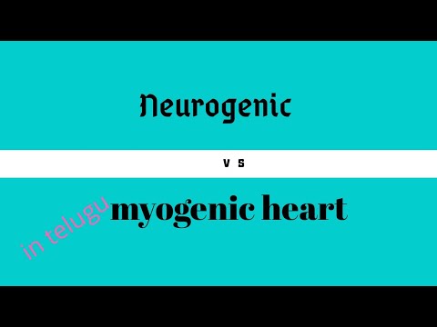 Neurogenic VS myogenic heart in Telugu (ZOOLOGY) - YouTube
