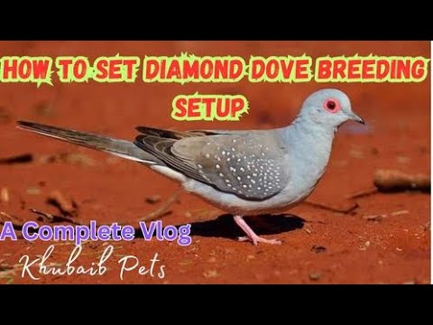 How To set Diamond Dove Setup 🤔🤑 | Khubaib Pets - YouTube