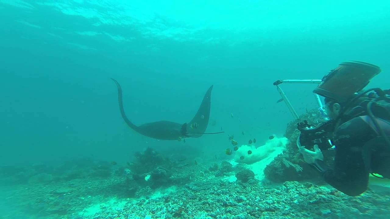 Manta Ray Tail-touch - YouTube