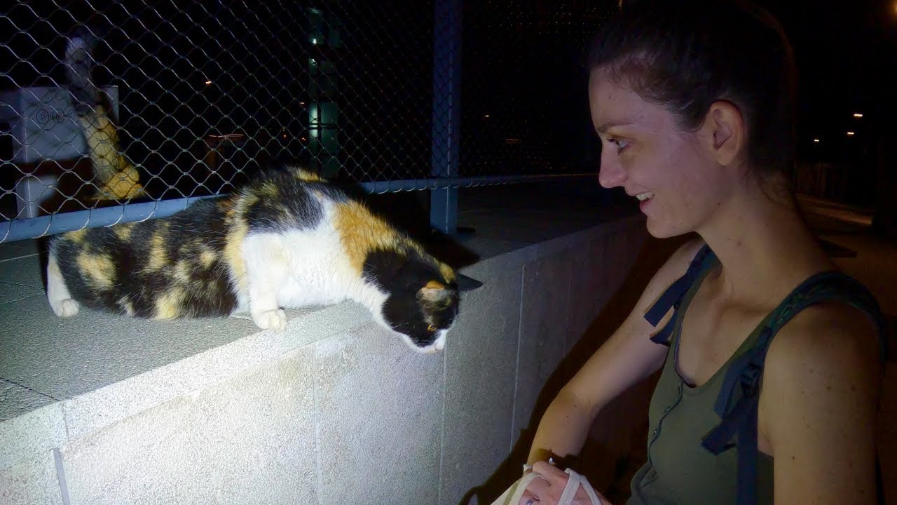 Oh, Hello Calico! - Feeding Stray Cats - YouTube
