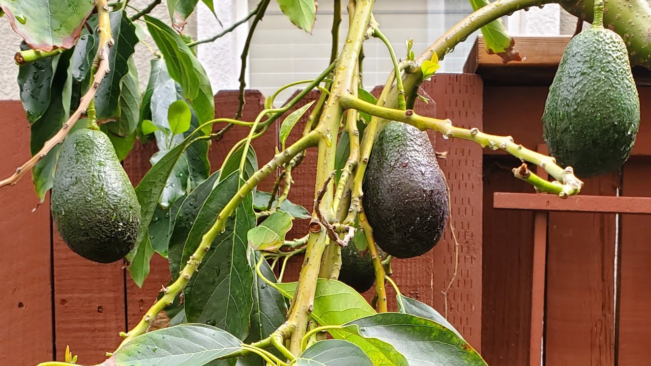 Watering 🥑Avocado🥑 2 inland/norcal - YouTube