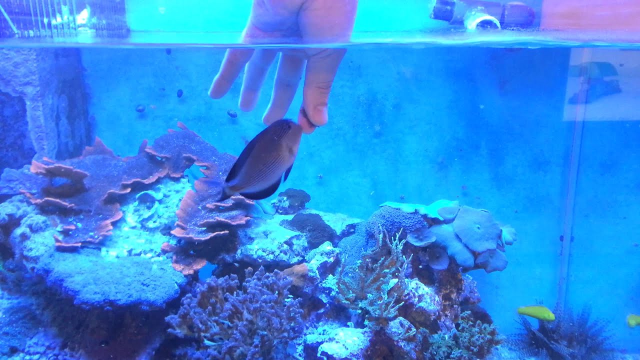 Sohal tang - YouTube