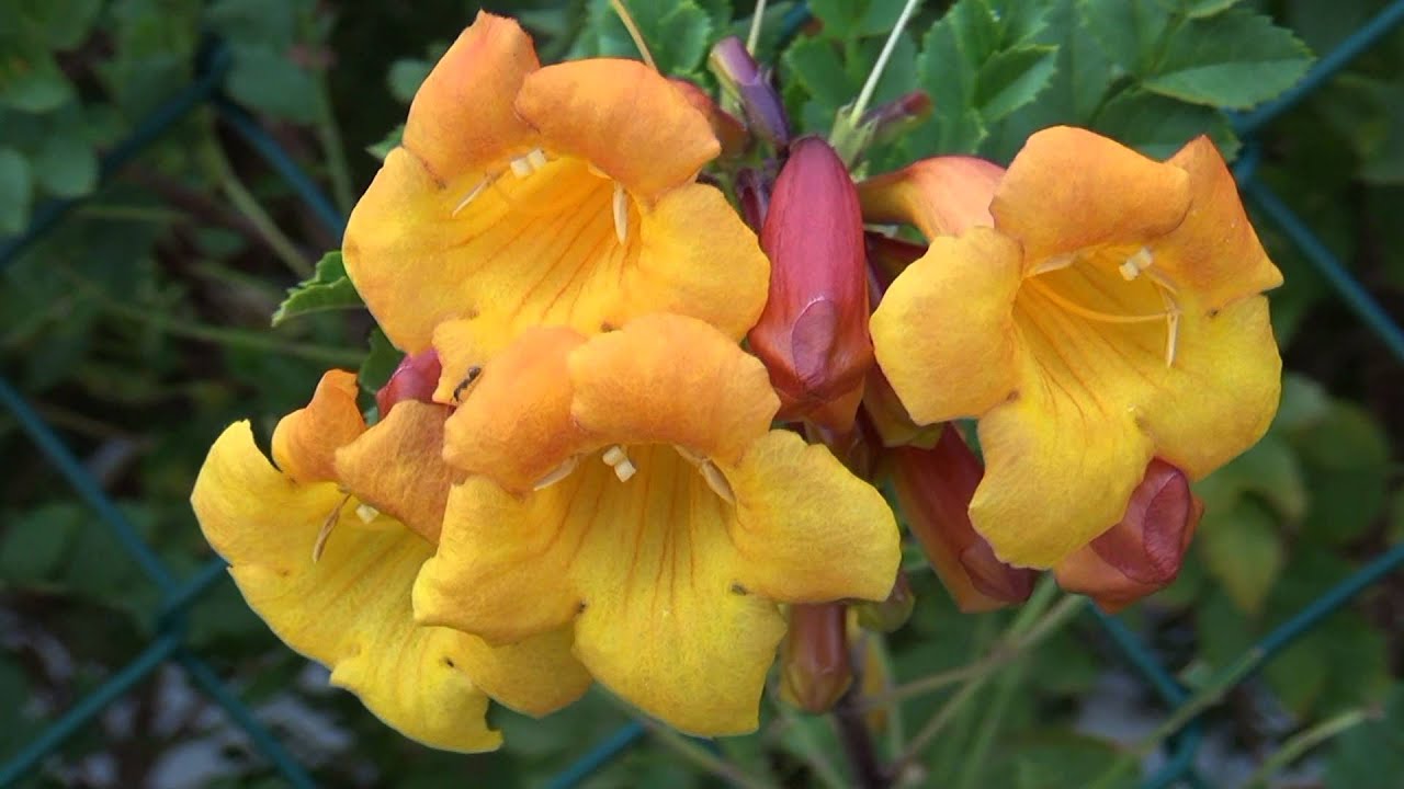 FLORES Y PLANTAS EN CANARIAS ( Alberto ) - YouTube