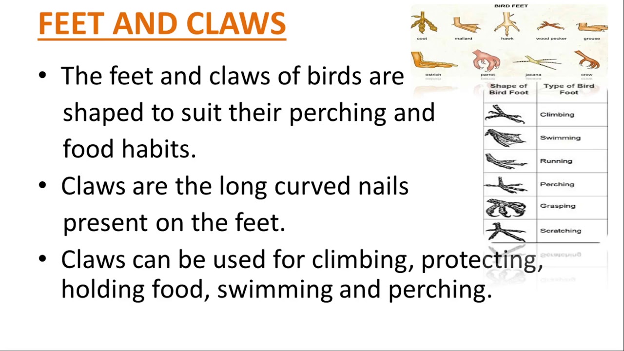 Birds- Feets and Claws - YouTube