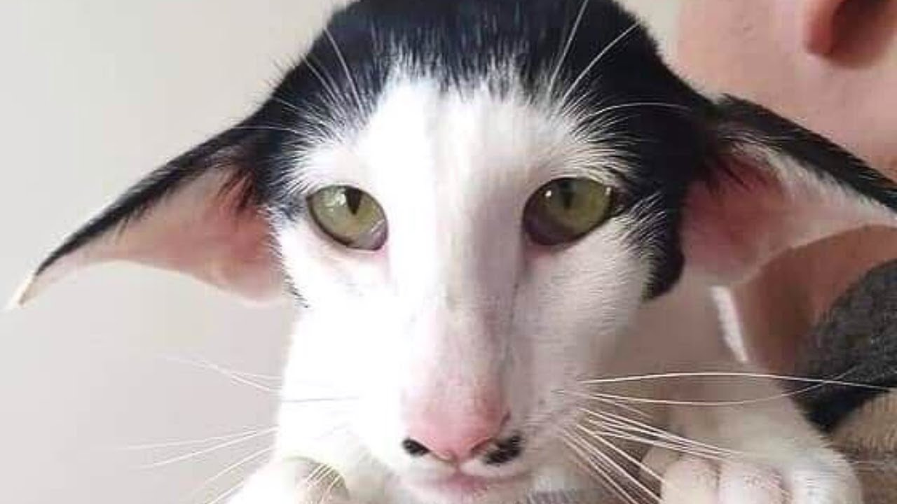 The Funniest Animal Moments Ever Caught on Camera! - YouTube