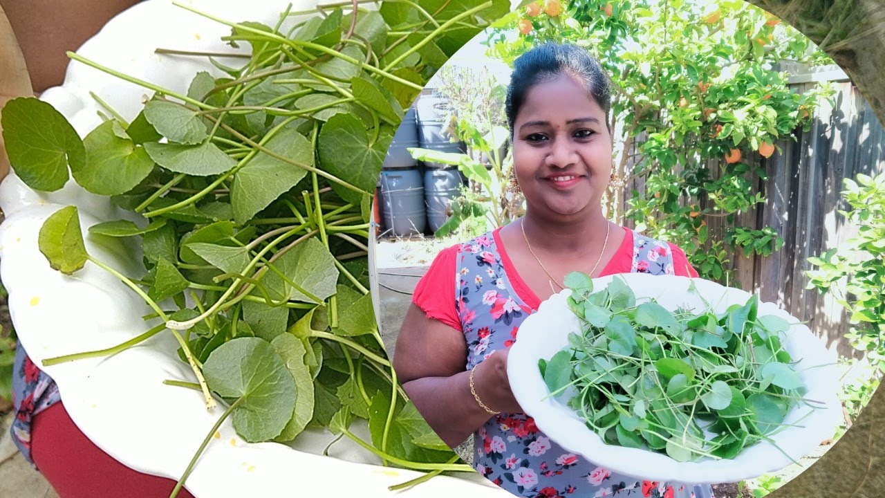 Tips to Grow Pennywort | How to Grow Pennywort plant | My Pennywort ...