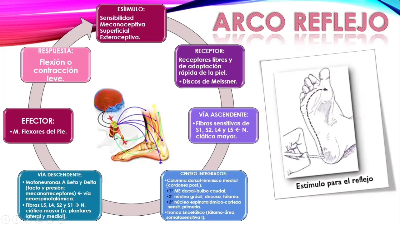 Reflejo plantar - YouTube