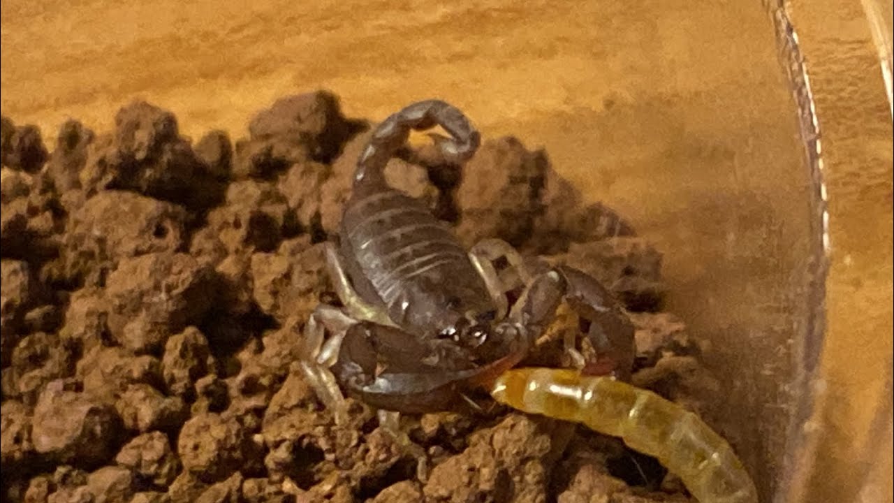 Yeni Akrepler! Akrep Besleme/Scorpion Feeding Euscorpius İtalicus - YouTube