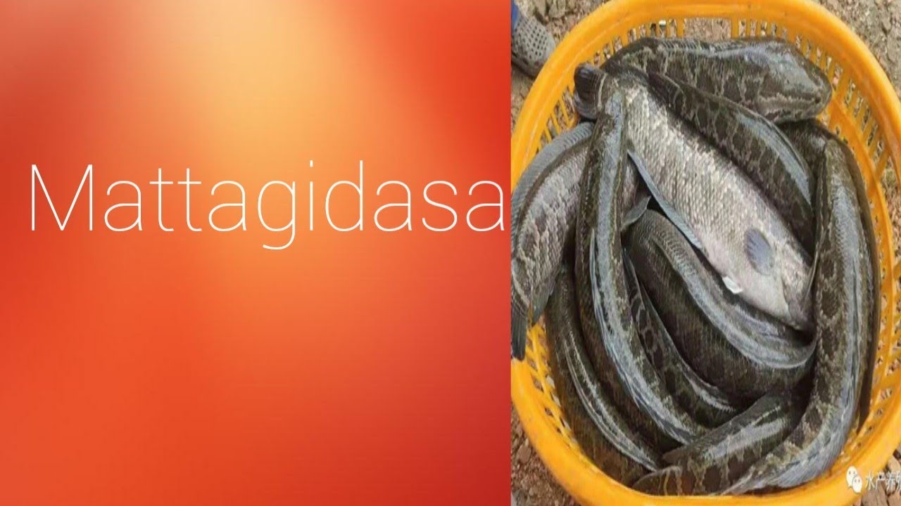 Mattagidasa Fish#fishing - YouTube