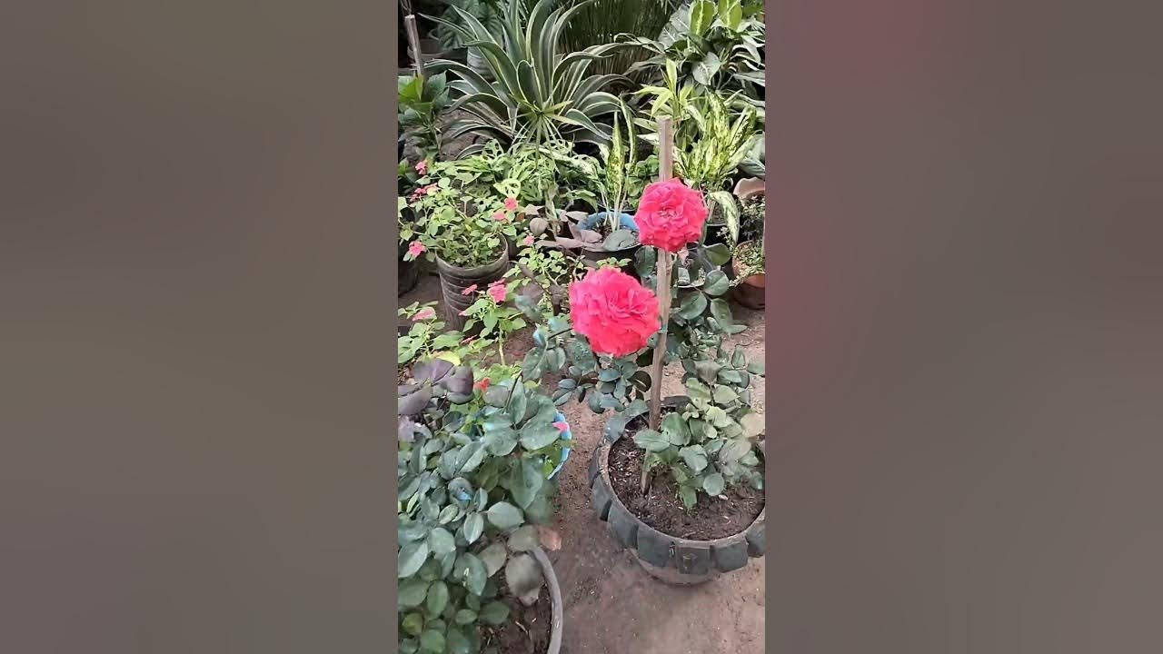 Update sa aking mini garden #OrnamentalPlants - YouTube
