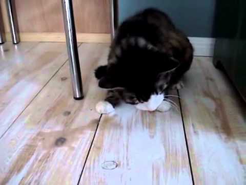 Dare Marc not to laugh