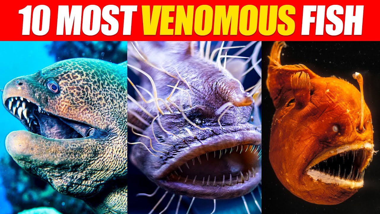 Top 10 Most Venomous Fishes In The World🌊🐟 - YouTube