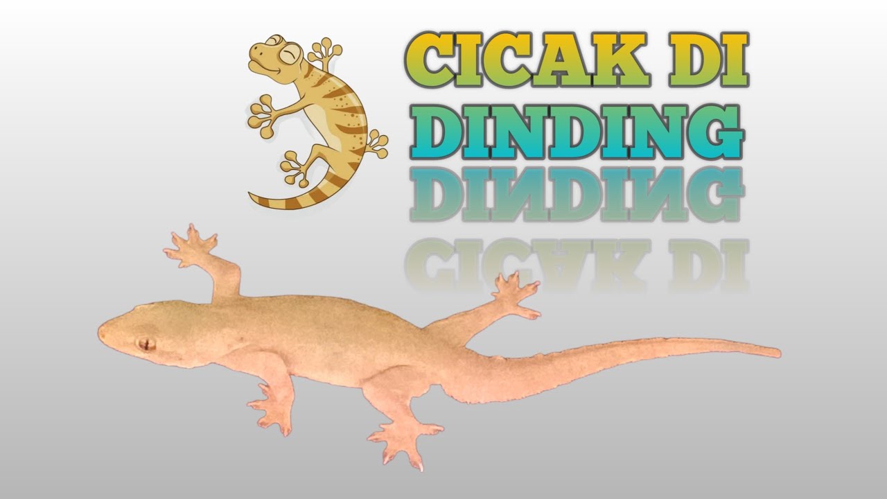 banyak cicak bersembunyi disini - YouTube