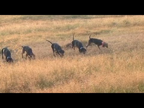 ΚΥΝΗΓΙ ΛΑΓΟΥ ...αυτοψία - YouTube
