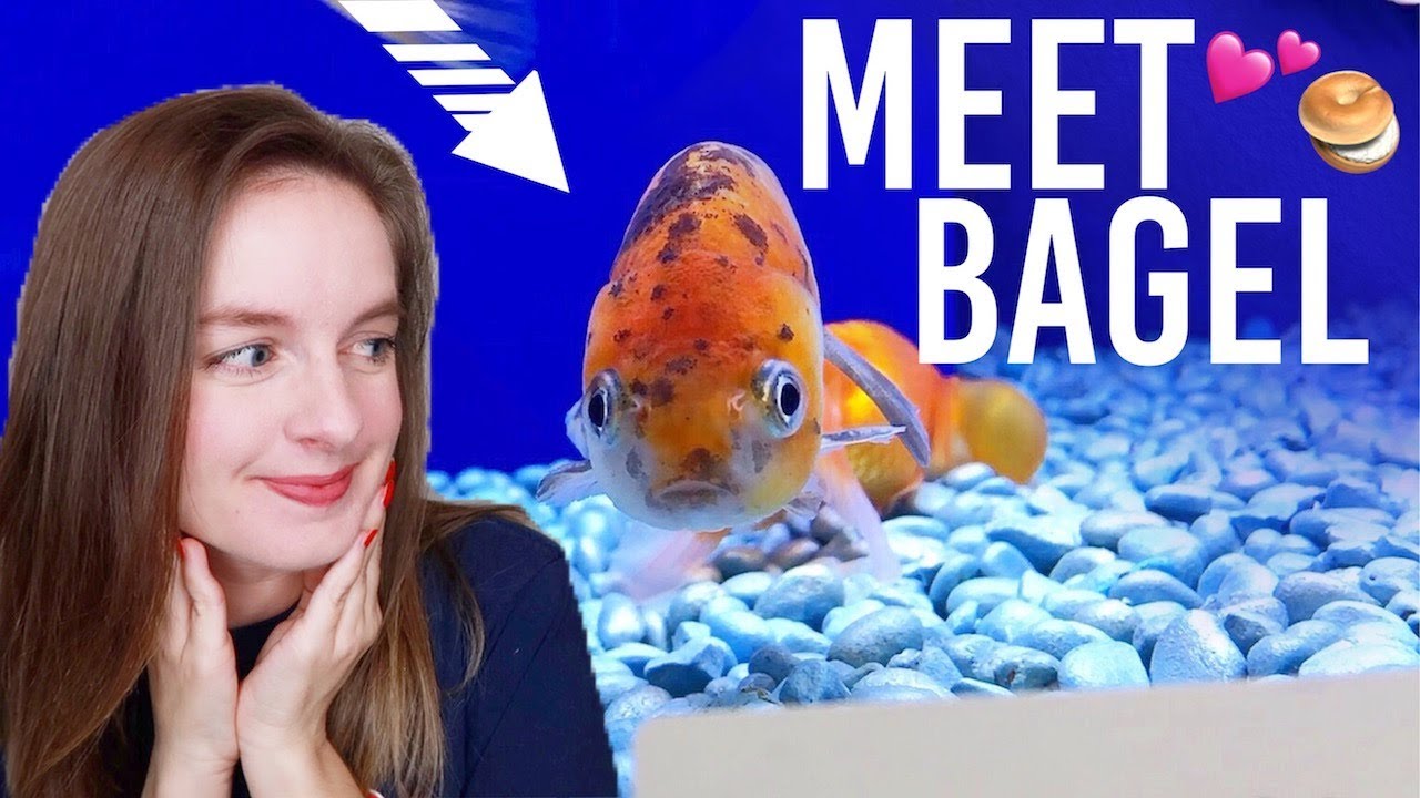 SURPRISE! Meet My New Pet Ranchu Goldfish Bagel - YouTube