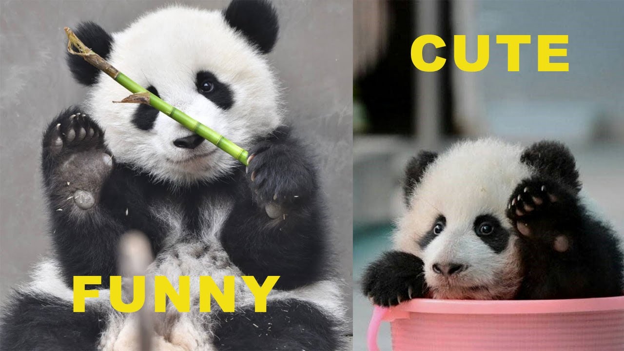 😻TRY NOT TO LAUGH 🐼Funny And Cute Panda Video Compilation 🤣Cute Paws ...