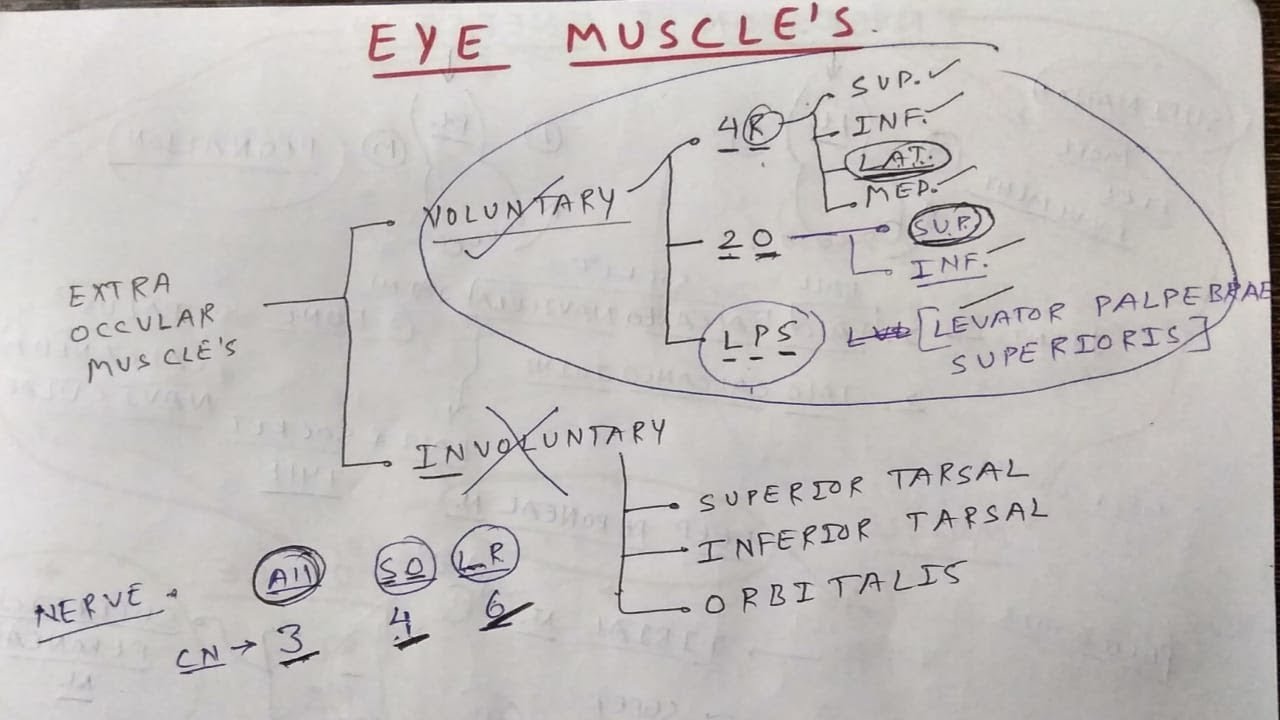 Eye Muscle's and these Nerve Supply | TCML - YouTube