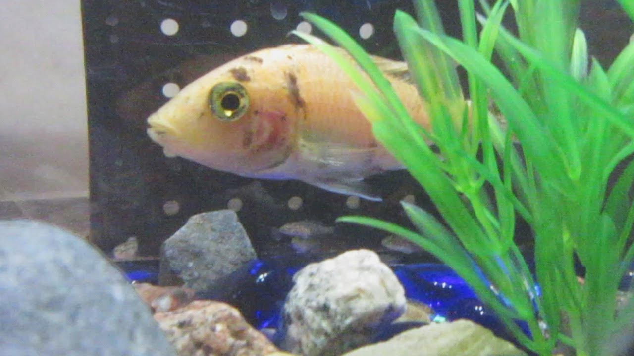3 Day Old African Cichlid Babies Having a Snack - YouTube