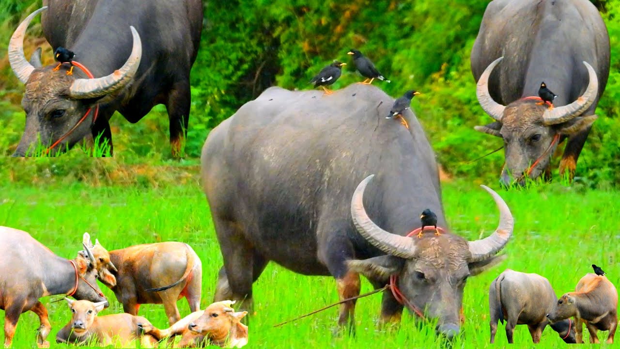 Landscape of Buffalo fields and birds foraging , Birds love buffalo ...