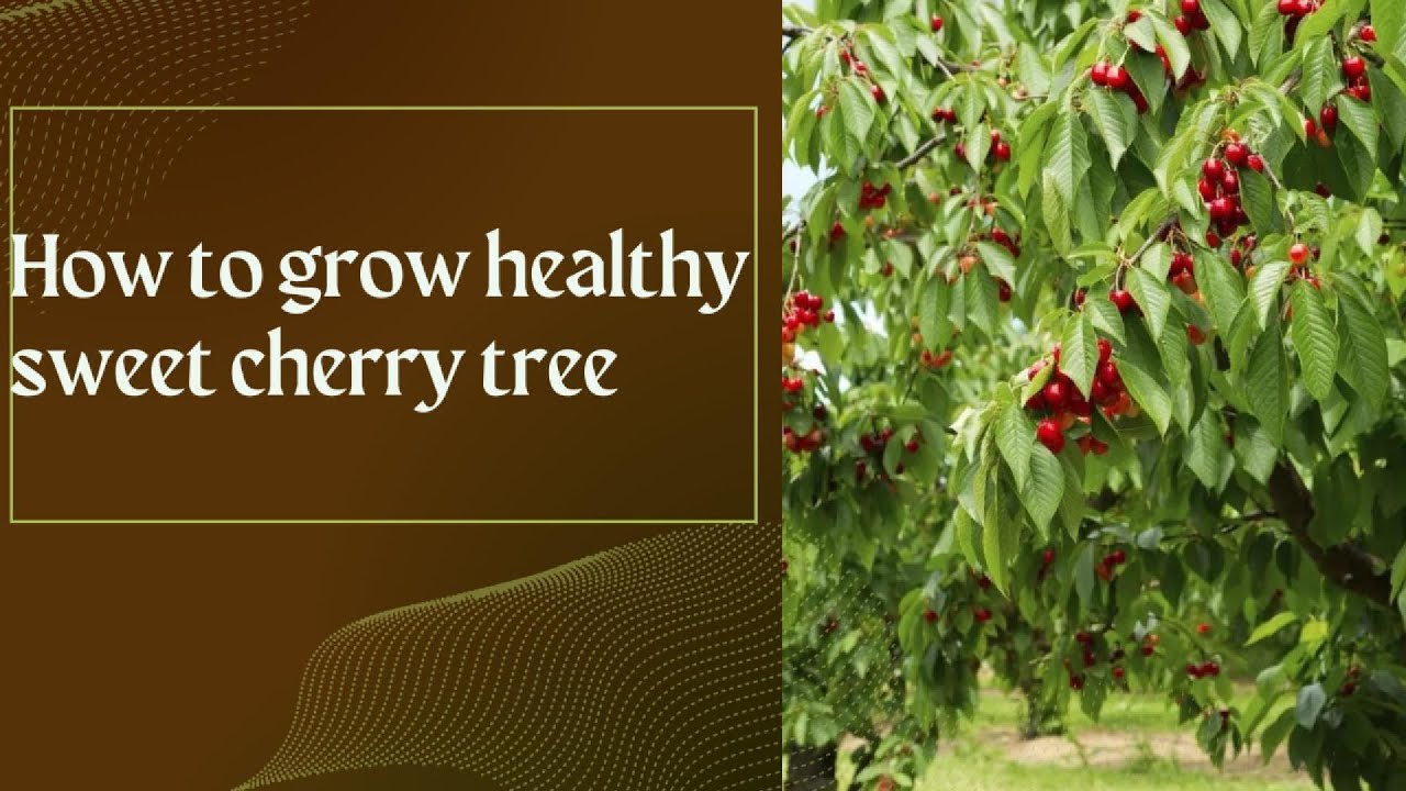 how to grow healthy sweet cherry tree - YouTube