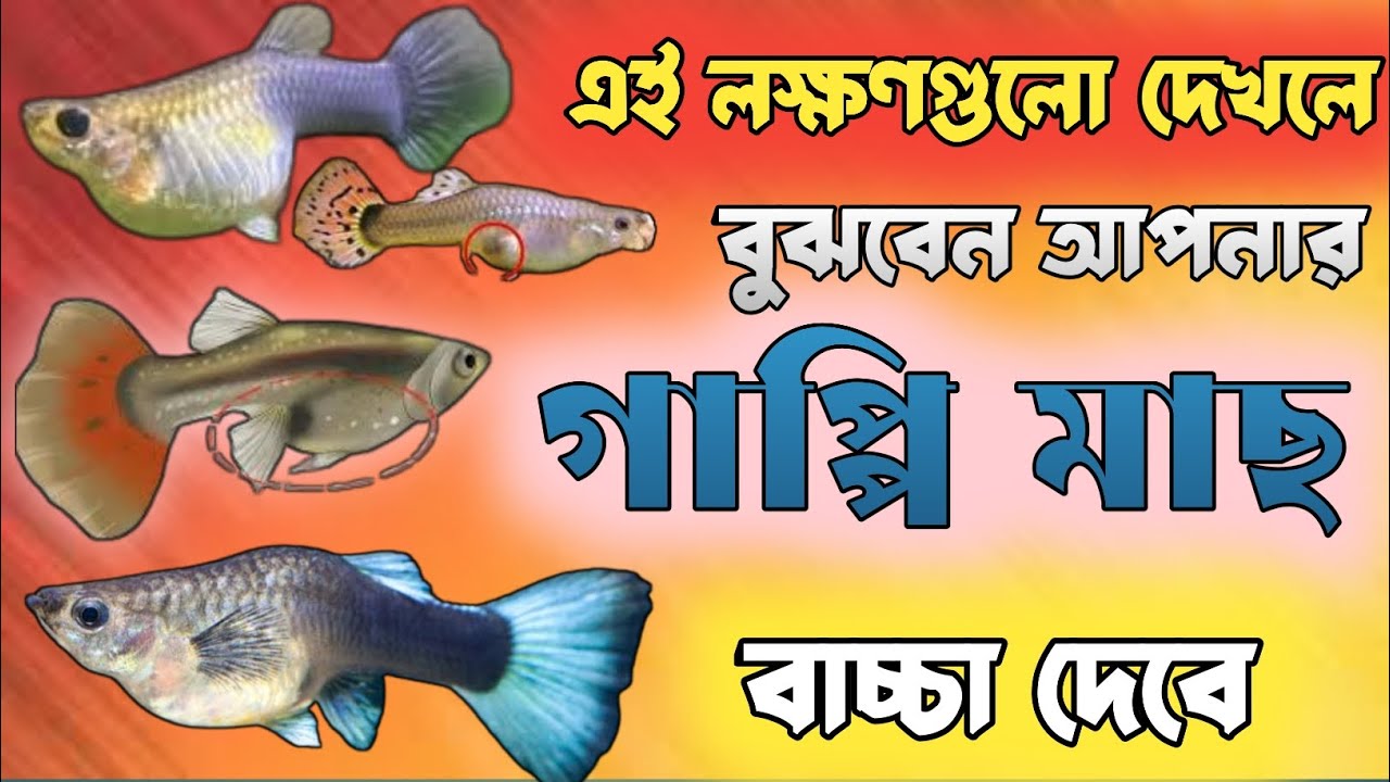 How do you know your fish will give birth? যে লক্ষণ গুলো দেখলে বুঝবেন ...