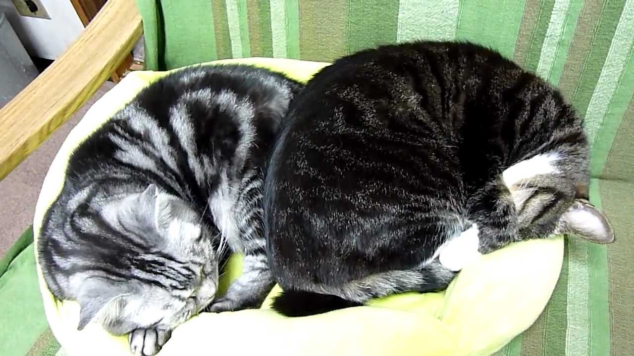 他人行儀な猫 Unfriendly Cats In One Bed - YouTube