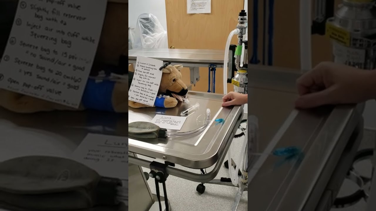 How to properly inflate the cuff on an endotracheal tube after you have ...