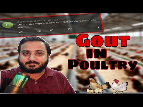 Gout In Poultry | My Practical Experience with Gout ,treatments ...