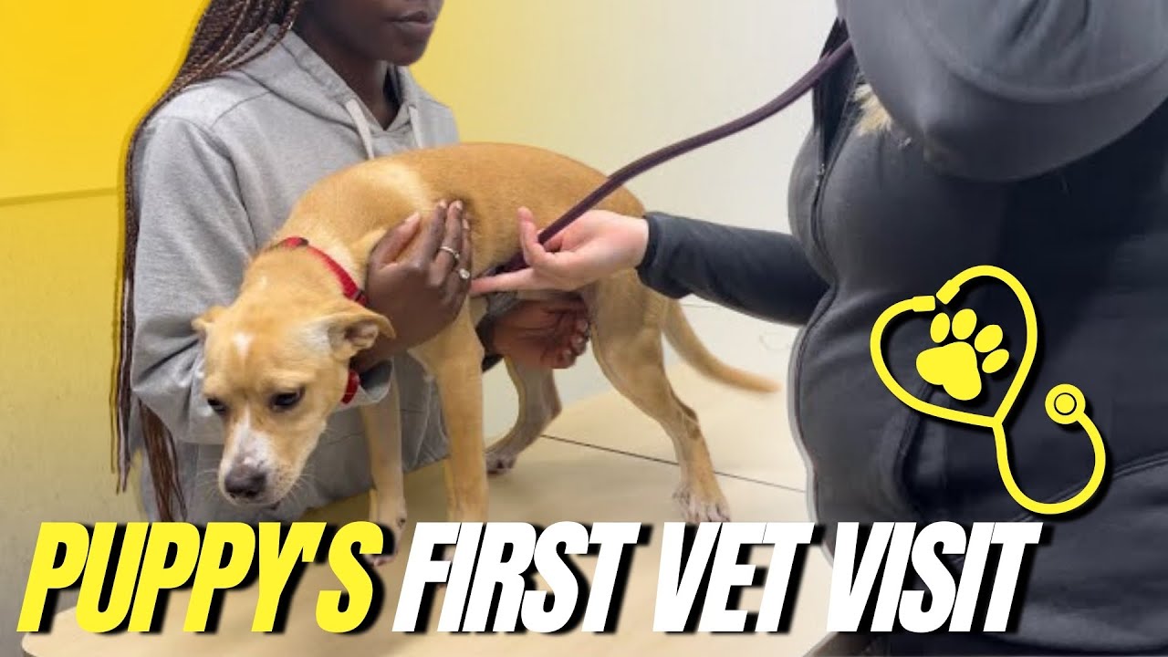 Puppy's First Vet Visit - YouTube