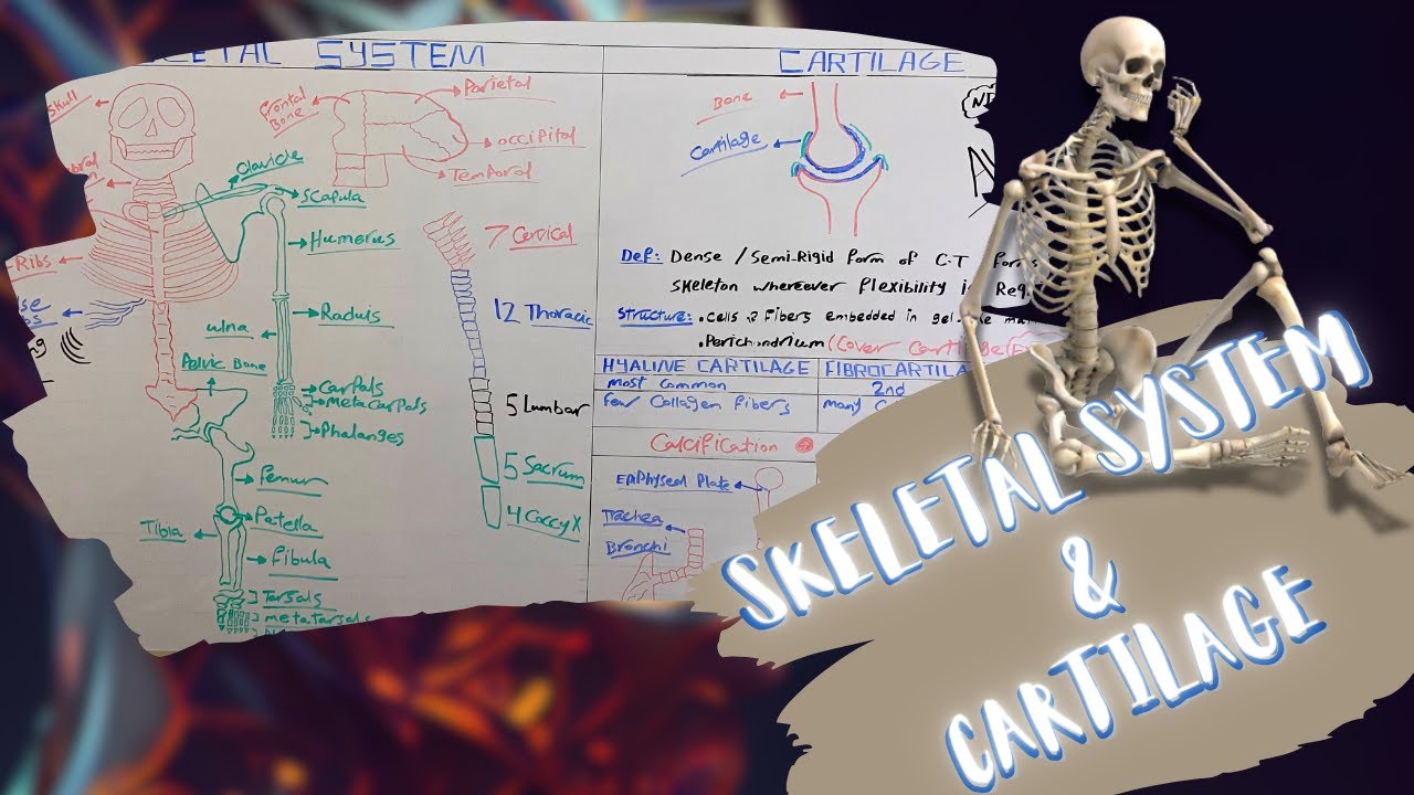 Introduction to Skeletal System & Cartilage شرح بالعربى - YouTube